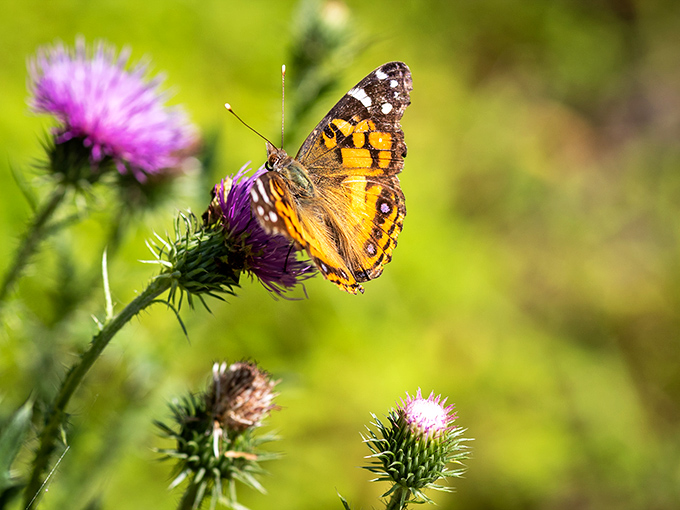 Nature's jewelry: a painted lady butterfly adorns a thistle bloom like a living brooch, pausing just long enough for appreciation.