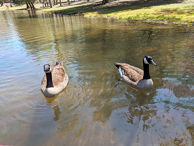 Even Canada geese know quality real estate when they see it &ndash; smart birds, these ones.