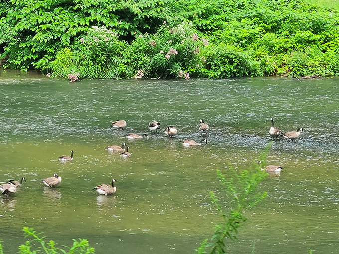 Even the local wildlife shows up for the tour. These Canada geese clearly didn't get the memo about needing tickets.