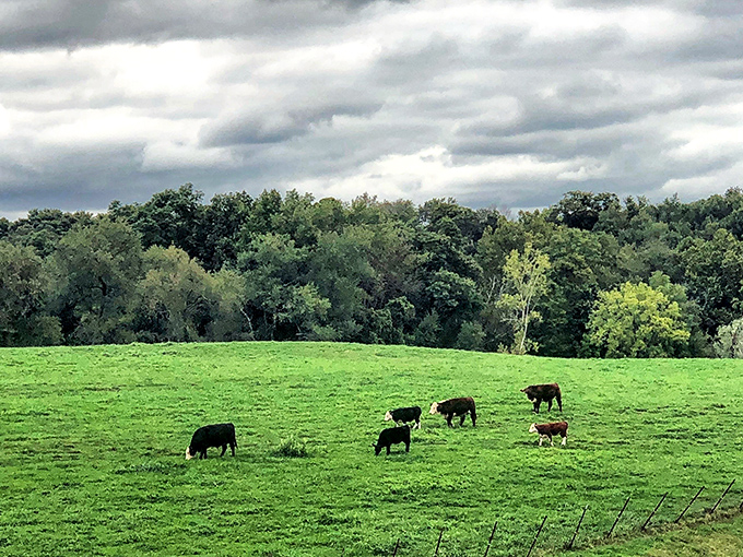These cows have better real estate than most Manhattan apartments. Talk about dining with a view!