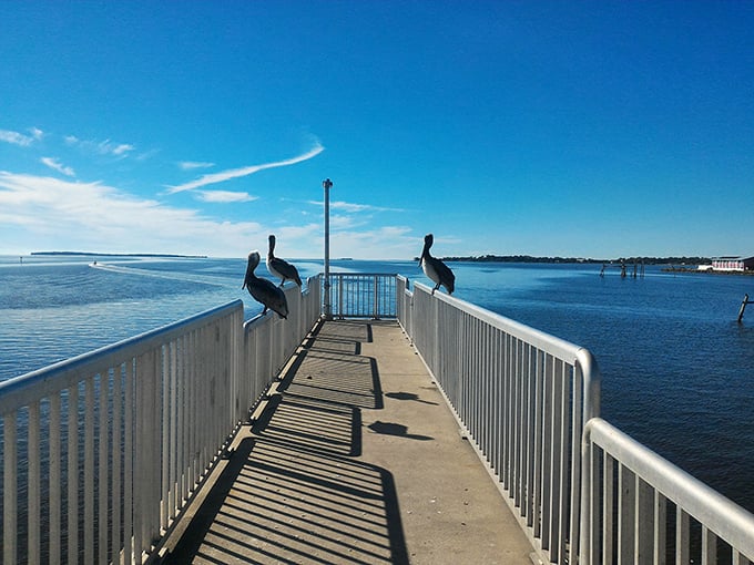 Even the pelicans know the best spot for contemplation is Cedar Key's fishing pier, where shadows stretch like afternoon naps.