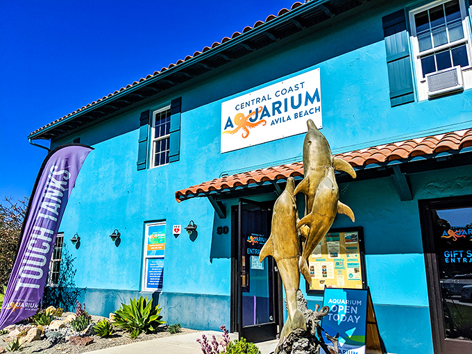 The Central Coast Aquarium's vibrant blue walls house underwater treasures that remind us why we need to protect what lies beneath those waves we admire.