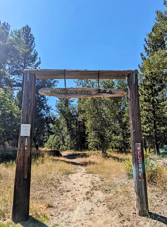 The Collins Pine Trail entrance might as well be a portal to another dimension&mdash;one where deadlines don't exist and cell service is blissfully absent.
