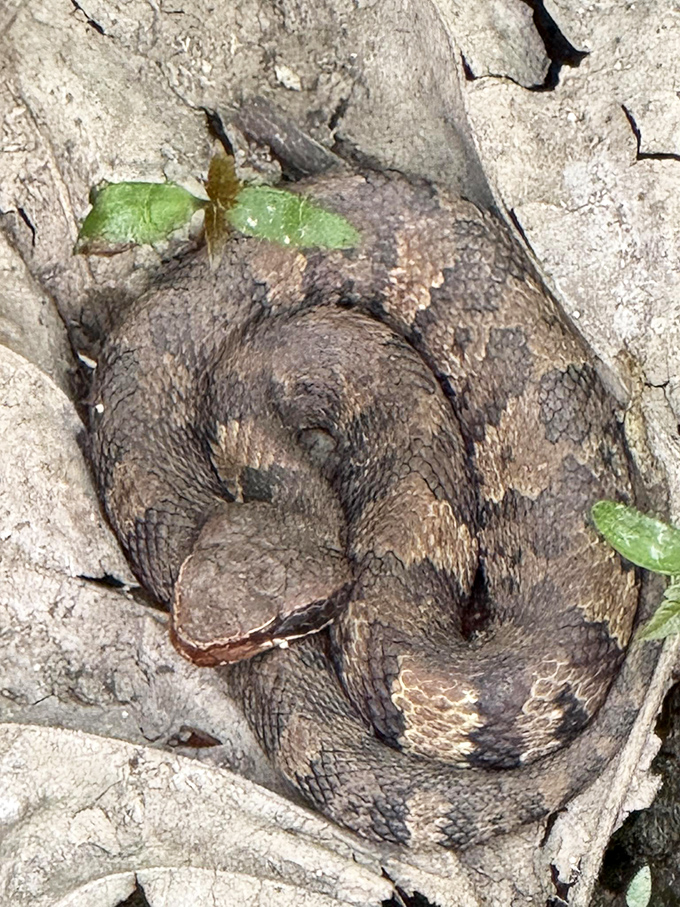 A cottonmouth snake demonstrates perfect coiling technique. Nature's reminder that we're visitors in someone else's living room.
