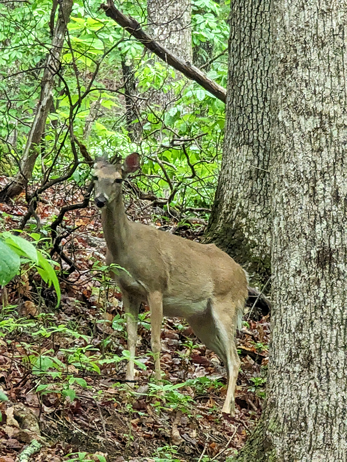 The locals are always watching. This curious white-tailed deer paused just long enough to remind us whose home we're visiting.