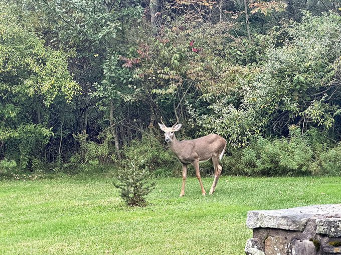 "Excuse me, did you make a reservation?" This local resident inspects visitors with the confidence of someone who owns the place.