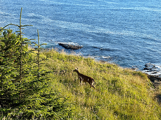 "Excuse me, just passing through." This deer clearly knows it has lifetime VIP access to the best coastal views in Oregon.