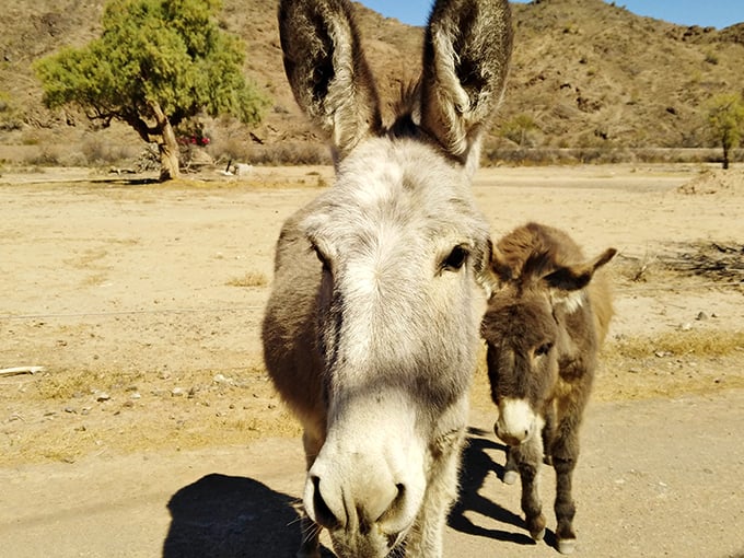 The welcoming committee at Buckskin Mountain doesn't say much, but their ears speak volumes about the local hospitality.