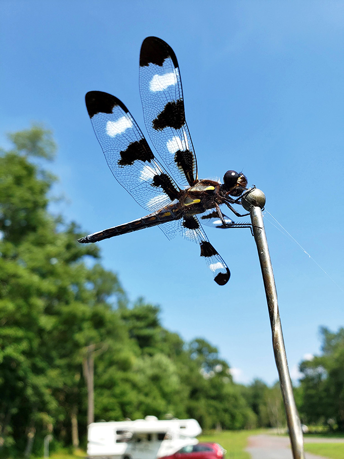 Nature's helicopter hovers with impossible precision. This twelve-spotted skimmer dragonfly is doing aerial reconnaissance over Hickory Run's campground.