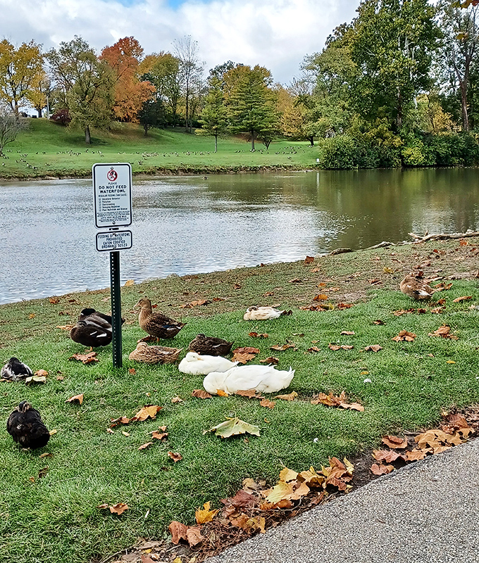 The local waterfowl committee holds their meetings creekside, completely ignoring the "no bread" sign. Ducks: nature's adorable rule-breakers.