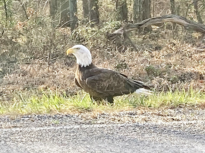 "I wasn't expecting company!" This majestic bald eagle, spotted near the preserve, adds another layer of wonder to your Hoosier adventure.