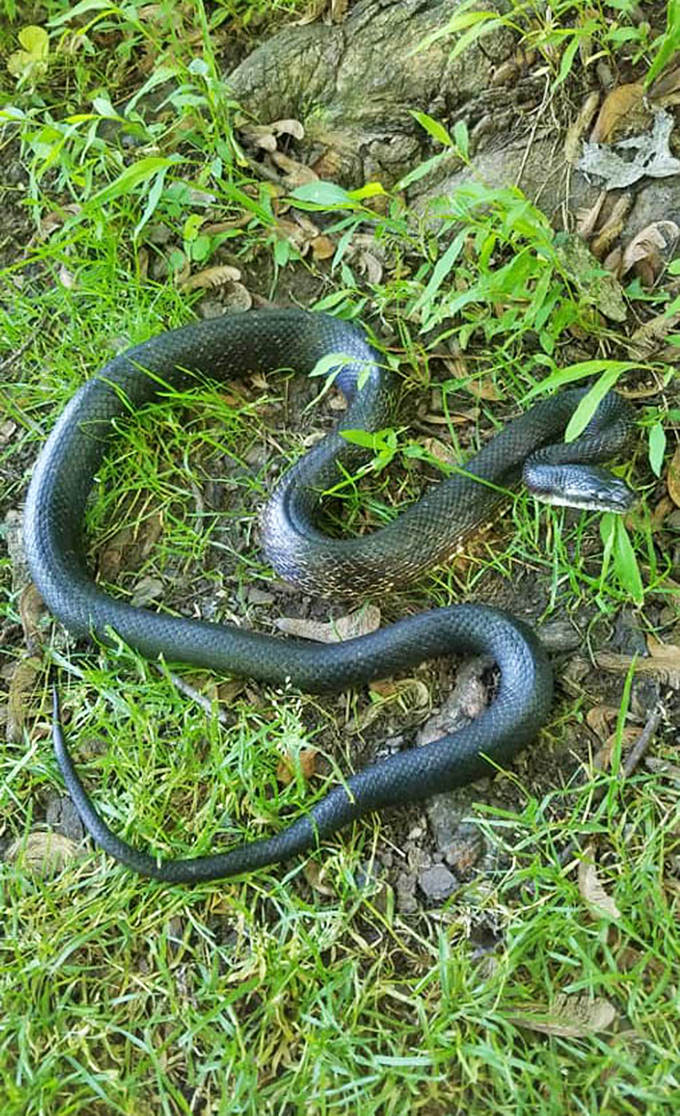 Local resident reminding you who really owns this park &ndash; respect the natives and watch your step.