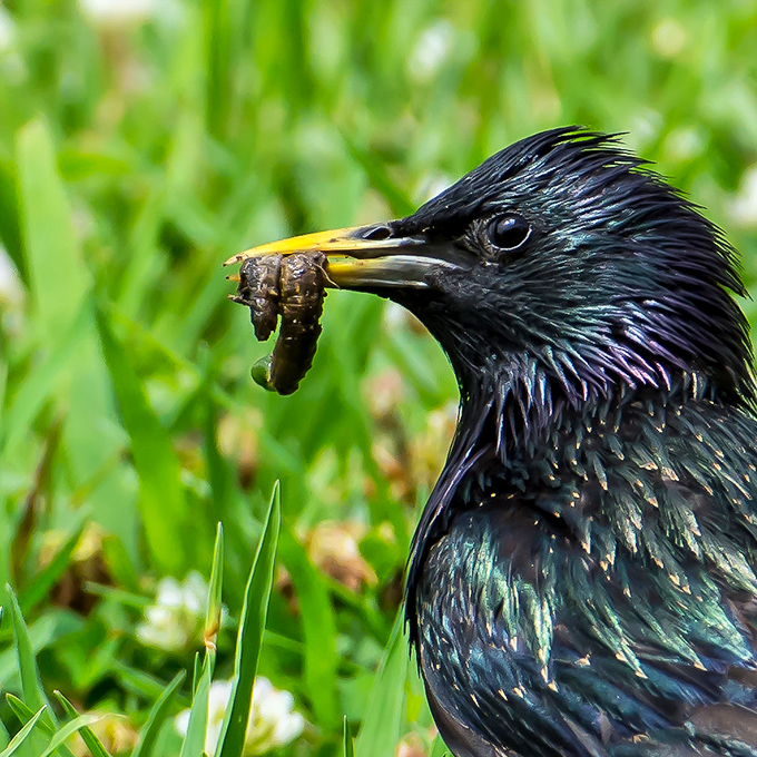 This European starling, caught mid-snack, reminds us that at Aiken State Park, everyone's looking for their next meal&mdash;some just look more stylish doing it.