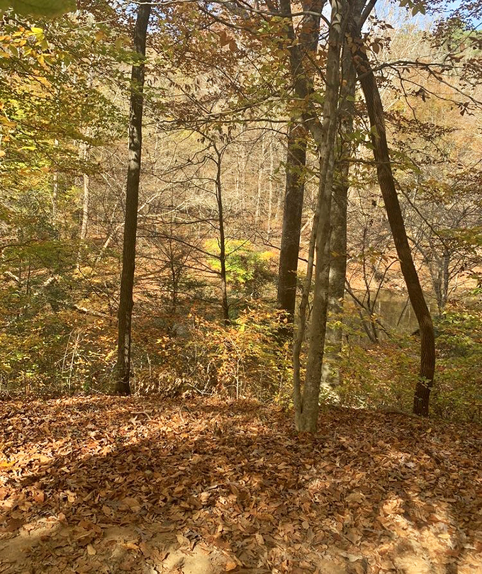 Fall's golden hour in full display. When autumn hits Umstead, the forest floor becomes nature's version of a designer carpet showroom.