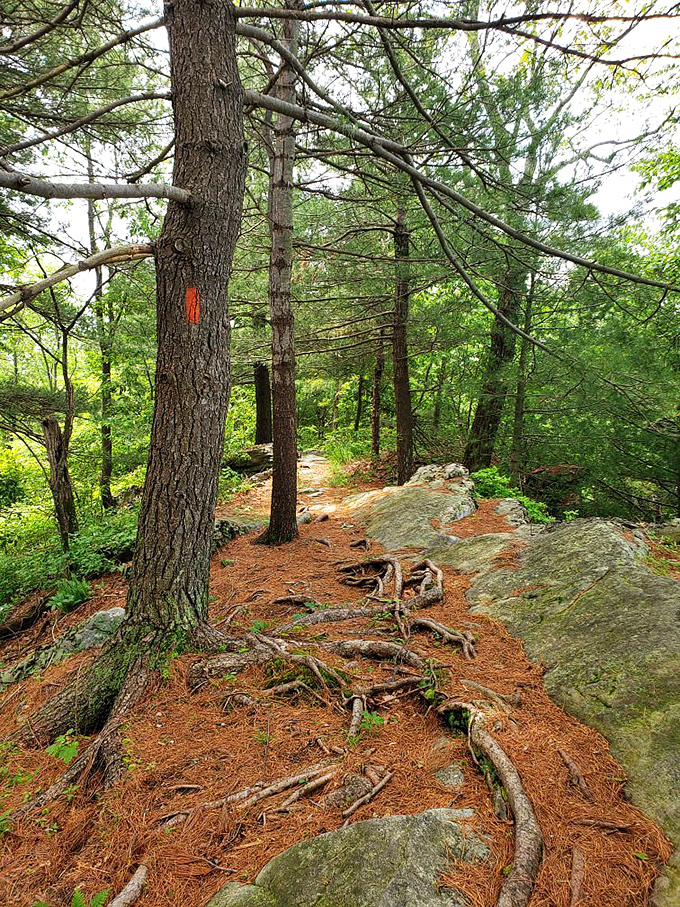 Pine-scented pathways where tree roots create nature's own obstacle course &ndash; no gym membership required for this workout. 