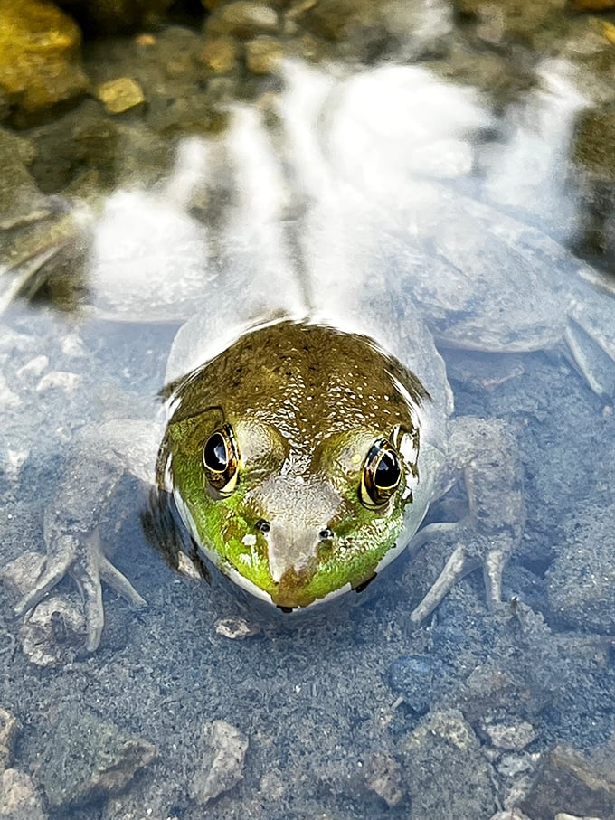 "Excuse me, I'm the local welcoming committee." This green resident seems just as surprised to see you as you are to see him.