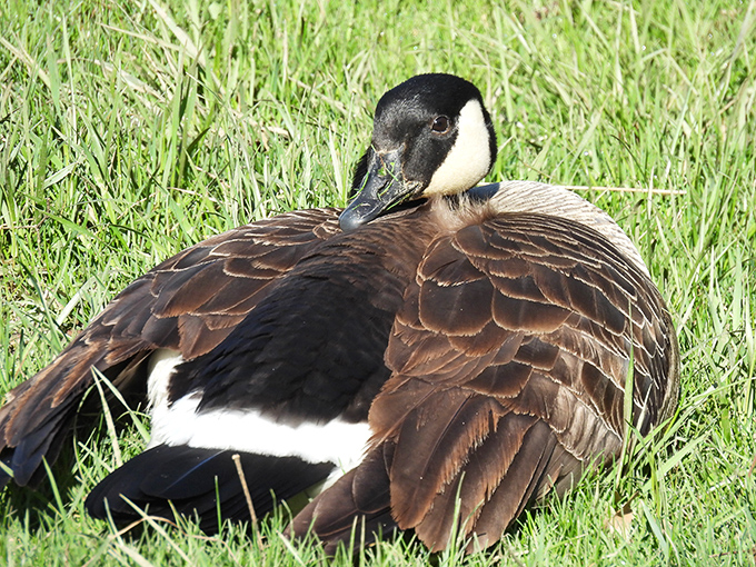 "Excuse me, do you have a reservation?" This Canada goose looks like it's been appointed the park's unofficial greeter.