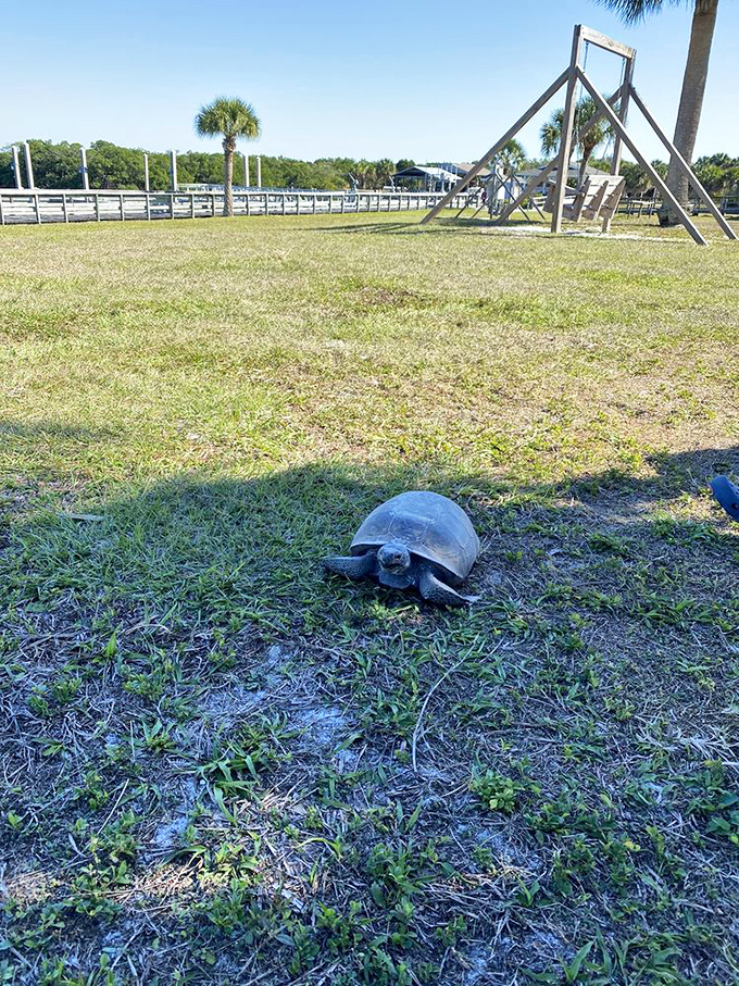Meet the island's original resident! This gopher tortoise is on Florida time&mdash;unhurried, unbothered, and probably wondering why you're in such a rush.