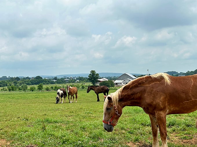 Four-legged lawnmowers at work: These horses don't know they're part of a postcard-perfect scene&mdash;they're just enjoying Pennsylvania's finest pastureland.
