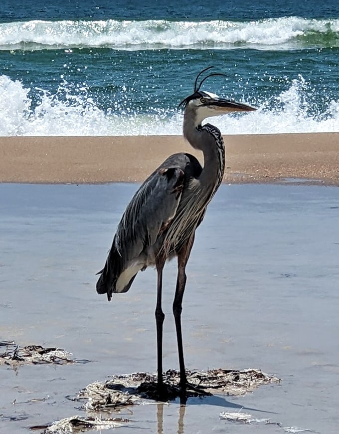 The resident wildlife paparazzi&mdash;this Great Blue Heron strikes a pose that screams, "My good side? They're all good, darling."