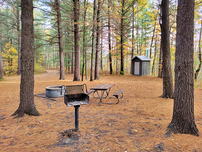 Nature's dining room where pine-scented air is the only seasoning your campfire meal needs.