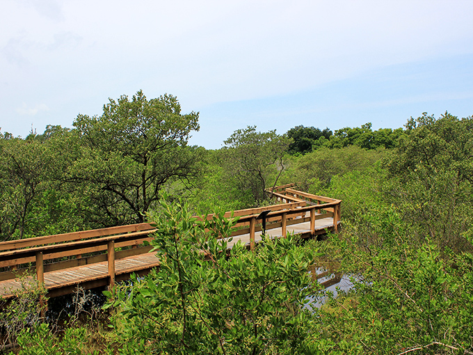 Hammock Park's shaded trails offer nature's own air conditioning and a masterclass in Florida wildlife spotting.