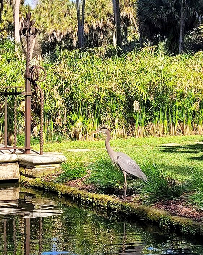 This great blue heron didn't pay admission but became one of the garden's most photogenic residents anyway.