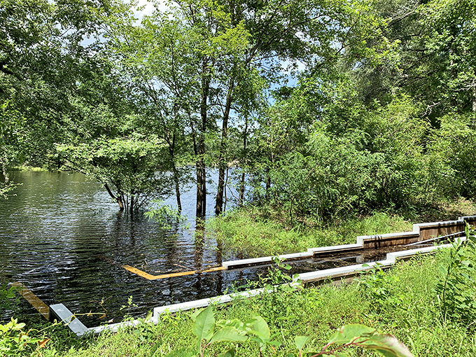 When the Suwannee rises, the spring adapts. It's like watching nature's version of musical chairs, with water claiming every available space. 