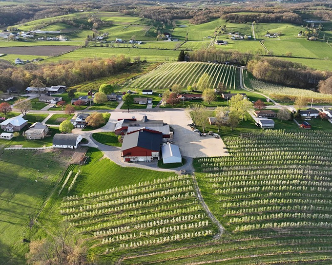 From this aerial view, the orchard's neat rows tell the story of generations of careful tending and agricultural know-how.