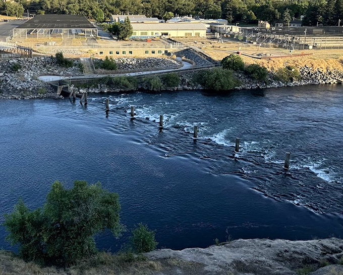 The Jedediah Smith Memorial Trail offers a peaceful water crossing where you can contemplate life's big questions or simply appreciate not being stuck in traffic.