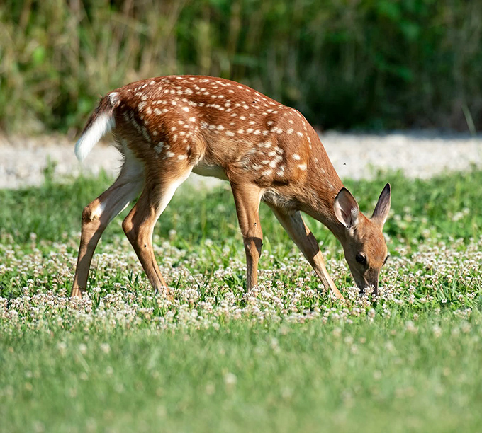 Dinner? No, just browsing. The park's resident wildlife moves with the unhurried grace of creatures who know they're the real owners here.