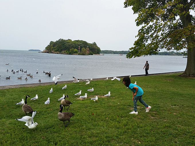 Childhood's perfect moment: that delicate balance between fascination and fear as waterfowl become temporary playmates under a watchful eye.