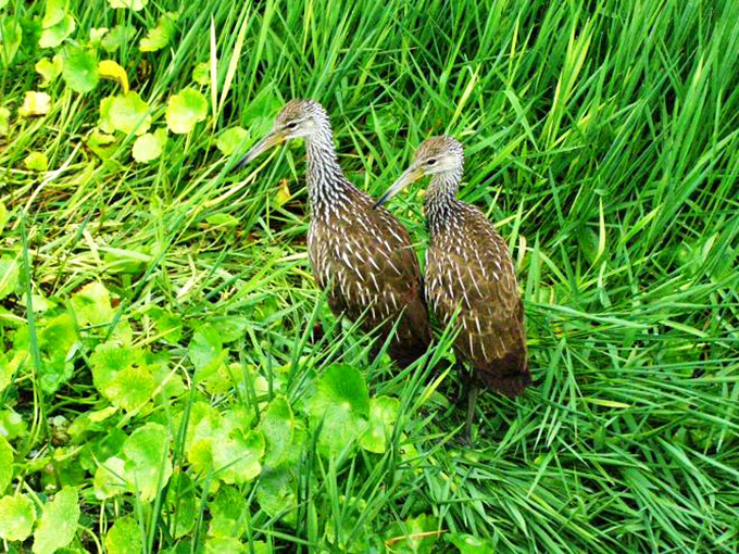 Limpkins doing their prehistoric dance &ndash; nature's reminder that dinosaurs never really left, they just got smaller and prettier.