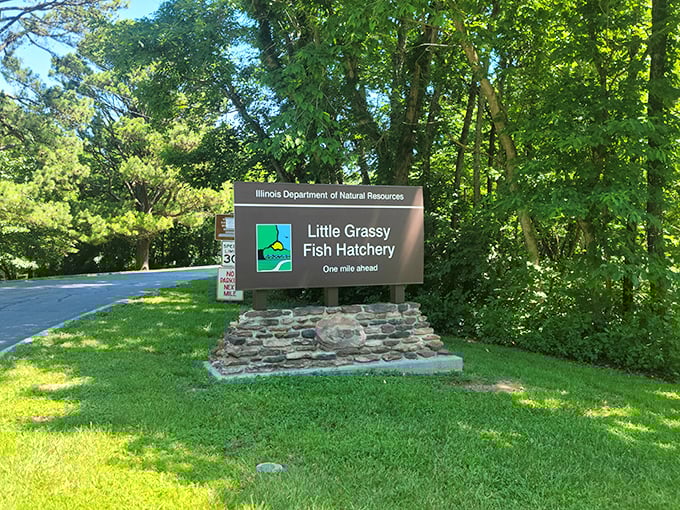 Little Grassy Fish Hatchery proves that conservation work can be both educational and surprisingly fascinating to witness.