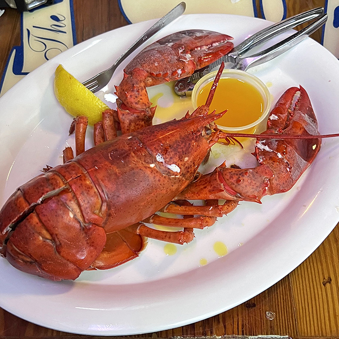 When a lobster looks this good, you don't need fancy plating. Just melted butter, a lemon wedge, and your undivided attention.