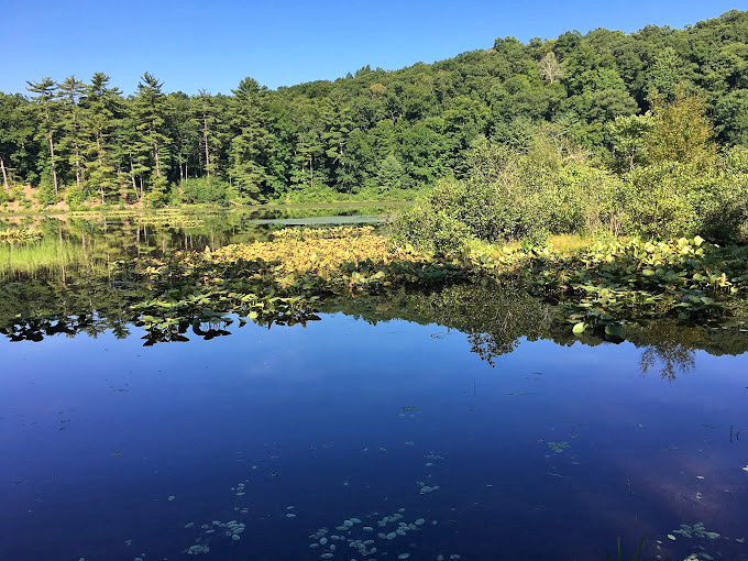Lily pads dot the quiet coves, creating miniature islands where frogs hold their daily meetings about important frog business.