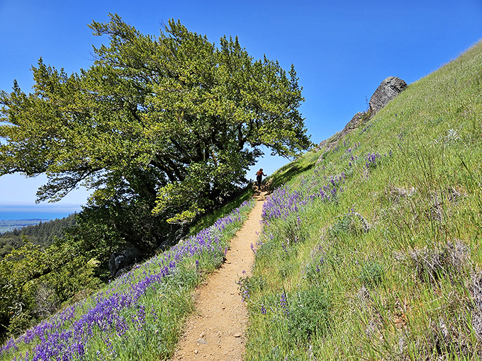 Wildflowers line this trail like nature's own red carpet, inviting hikers to strut their stuff while secretly huffing and puffing uphill.
