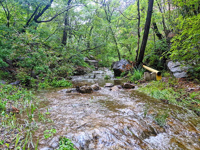 A hidden creek trickles through lush greenery, proving that "desert" doesn't always mean "deserted." Nature's air conditioning in the Arizona heat.