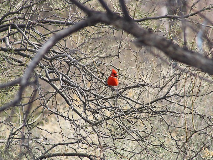 A flash of crimson against desert browns – this Northern Cardinal didn't get the memo about blending in. Show-off!