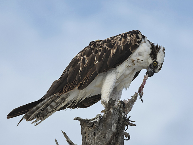 Nature's perfect predator takes a lunch break. This osprey didn't order seafood &ndash; it caught it the old-fashioned way.