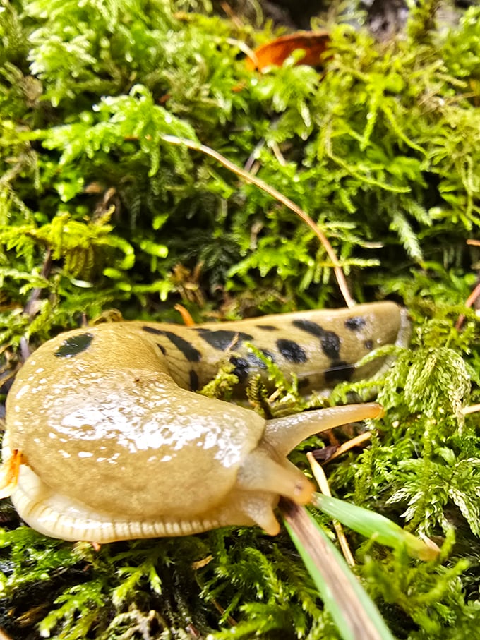 The local wildlife has dressed for the occasion: This banana slug, sporting nature's most fashionable yellow-spotted ensemble, is the Gorge's unsung slow-motion superstar.