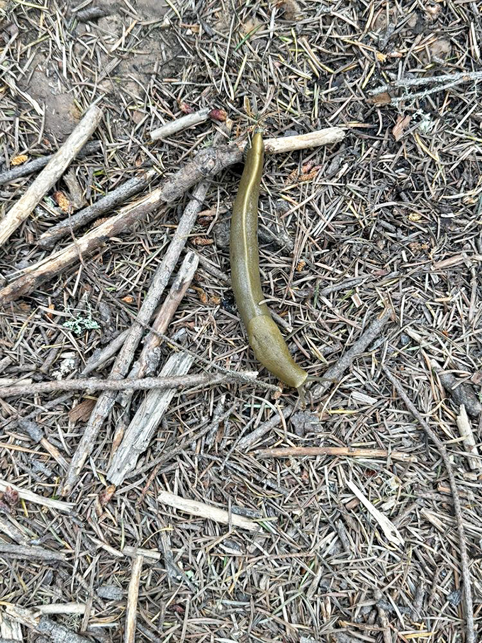 Meet the local welcoming committee: the Pacific banana slug, nature's reminder to slow down and appreciate the journey.