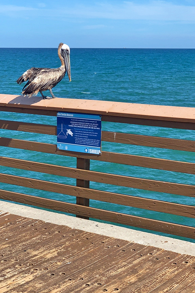 This pelican has mastered the art of posing dramatically against the perfect blue backdrop. Hollywood could learn something.