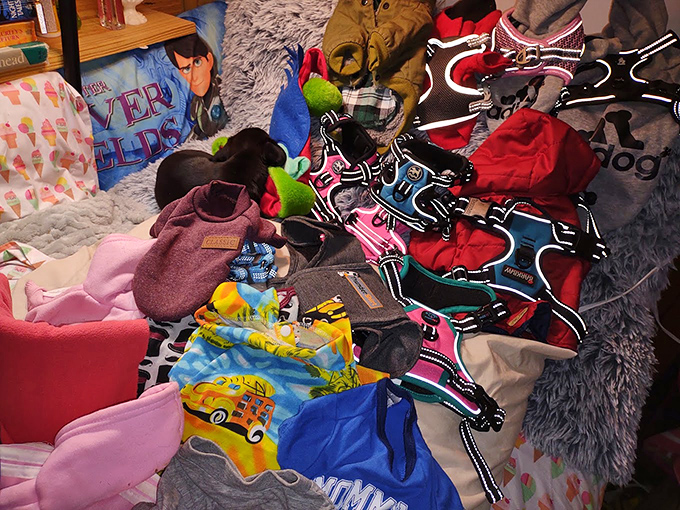 Pet clothing proving that even our four-legged friends deserve to make fashion statements at the dog park.