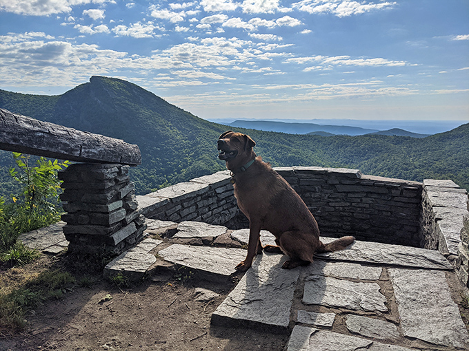 Dogs appreciate magnificent views too&mdash;this four-legged hiker seems to understand exactly why humans make the journey to this special spot.