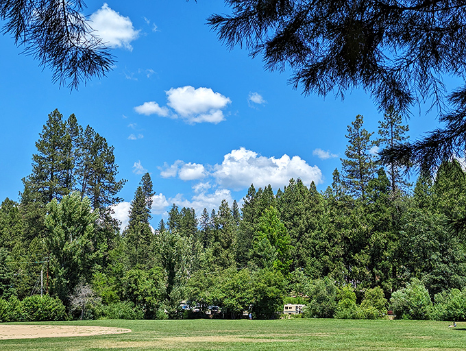 Blue skies and towering pines frame this peaceful meadow at Pioneer Park. The perfect spot for picnics, contemplation, or simply breathing in that crisp Sierra air.