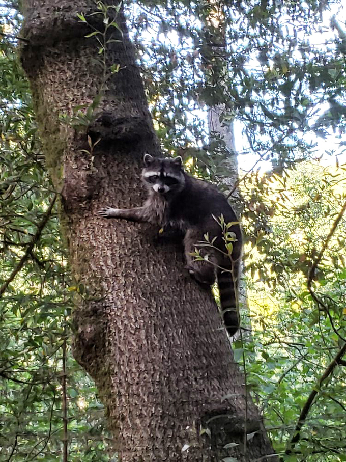 Local wildlife committee member conducting an inspection. This raccoon didn't get the memo about maintaining social distance from humans.