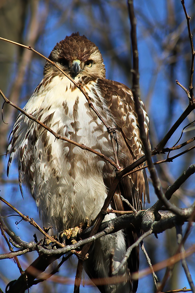 Nature's fierce sentinel keeps watch over the park, reminding visitors they're guests in a wild kingdom that predates smartphones.