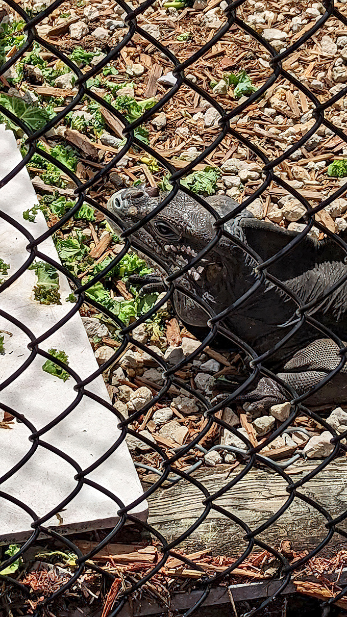 Meet the spiky gentleman who looks like he stepped out of a dinosaur documentary and decided to stay.