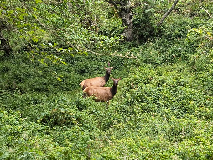 "Excuse me, you're in my salad bar." Roosevelt elk roam freely through Sinkyone's lush undergrowth, reminding us who the real locals are.